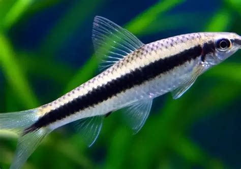 Siamese Algae Eater Sydney Exotic Aquariums