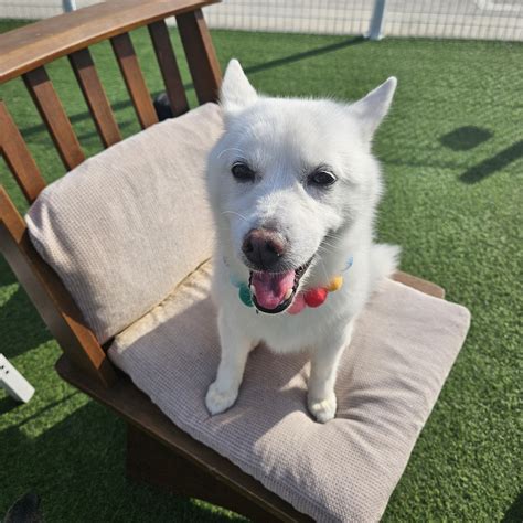 시바견 스피치믹스 곰이 강아지책임분양♥ 아이조아 유기방지입양 파양 강아지보호소 고양이보호소 무료분양센터