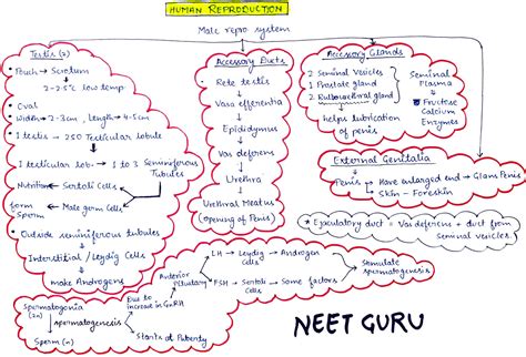 SOLUTION Human Reproduction Mind Map Pdf 1 Studypool