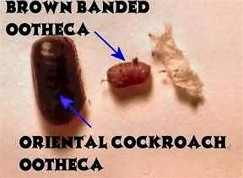 Insect Egg Sac Identification What Are You Dealing With How I Get Rid Of