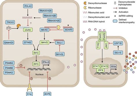 Type I Interferon Signaling And Type I Interferonopathies As Currently