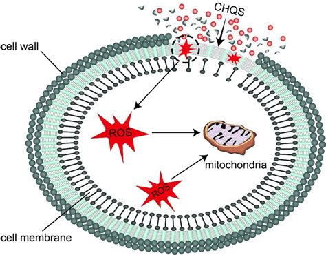 The Mode Of Action Of Chqs Against C Albicans Enterocin Chqs Download Scientific Diagram
