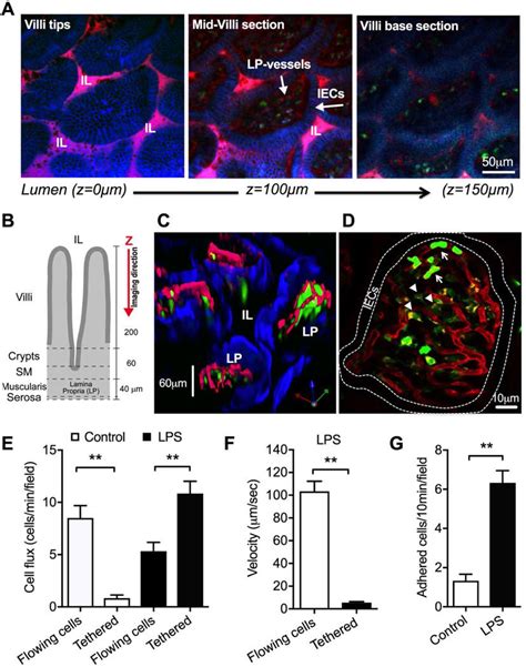 Villus Microcirculation Does Not Support Pmn Tem Download