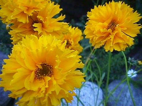 Blumen Htmlopen Tutorial Artikeln Programmierung Javascript Cgi Perl Php