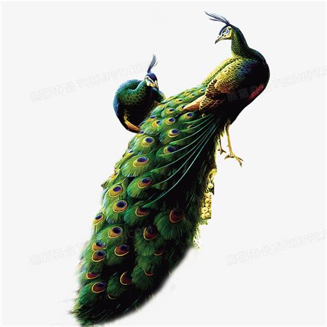 Png Png