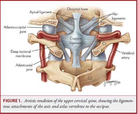 Transverse Ligament Cervical Spine