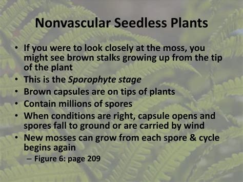 Ppt Seedless Plant Reproduction Powerpoint Presentation Free