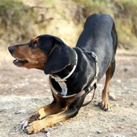 Greek Harehound Health Temperament Nutrition