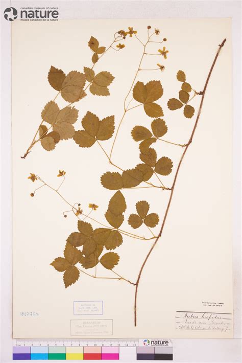 Moss And Lichen Wait Whats The Difference Canadian Museum Of Nature