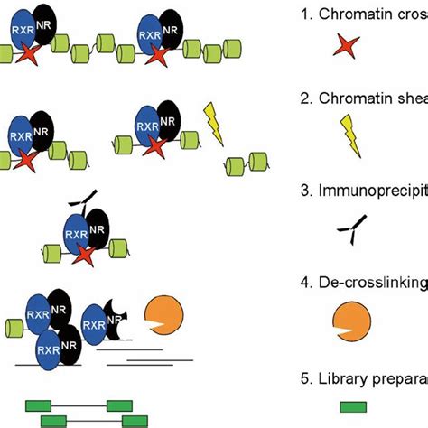 Schematic Representation Of The Main Steps Of The Chip Seq Protocol