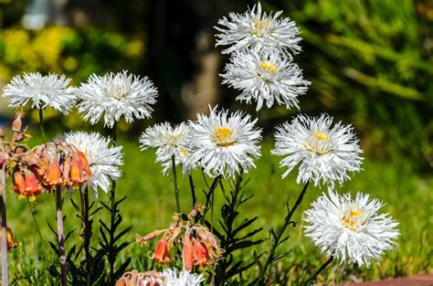 Shasta Daisy Growing And Caring For Shasta Daisy Flowers Garden Design