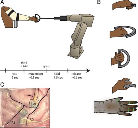 Figure 1 From Encoding Of Coordinated Grasp Trajectories In Primary