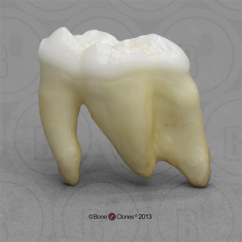 Polar Bear Tooth