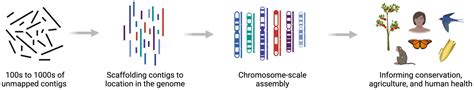 Hi C For Genome Assembly Ebook Arima Genomics