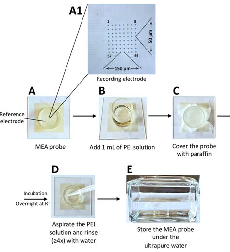 Microelectrode Array Recording Of Sinoatrial Node Firing Rate To