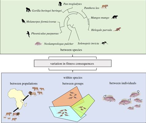 Variation In Species