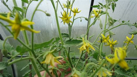 УНИВЕРСАЛЬНАЯ ПОДКОРМКА ДЛЯ ПОВЫШЕНИЯ УРОЖАЙНОСТИ ТОМАТОВ Ольга Чернова 3 июля Youtube