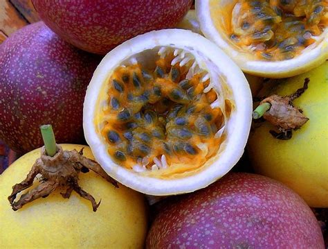 Best Passion Fruits Varieties To Farm Farmworx Kenya Agricultural
