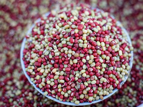 녹색 콩 씨앗 완두콩 농업 Pixabay의 무료 사진