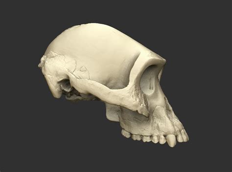 Stl File Australopithecus・model To Download And 3d Print・cults Stl File Australopithecus・model To Download And 3d Print・cults