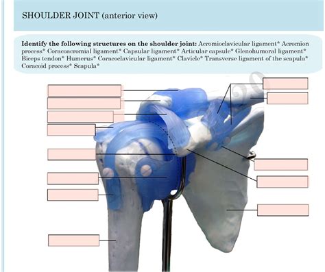 Solved Shoulder Joint Anterior View Identify The Following Structures On The Shoulder Joint