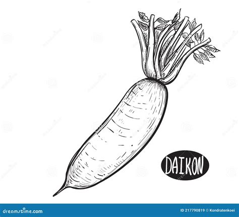 Hand Drawn Sketch Black And White Japanese Radish Daikon Vegetable
