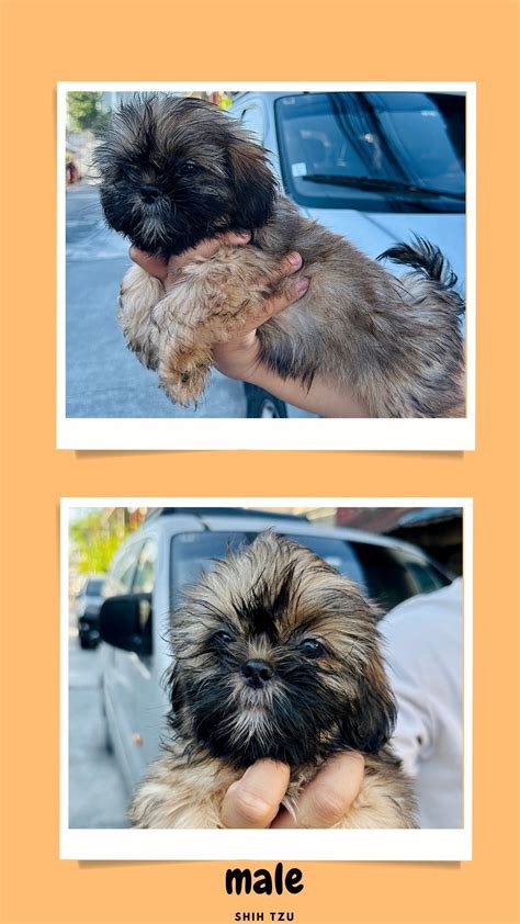 Philippines Pure Breed Princess Type Shih Tzu Puppies For Sale