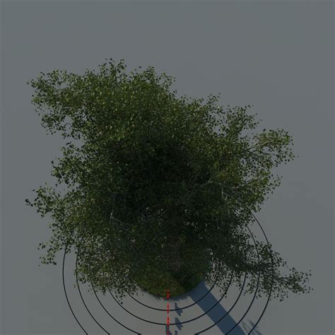 Platanus Tree Bark Max