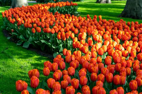 700만 송이 튤립부터 무지개 빛깔 야생화까지···유럽 최고 꽃구경 스폿 4 매일경제 700만 송이 튤립부터 무지개 빛깔 야생화까지···유럽 최고 꽃구경 스폿 4 매일경제