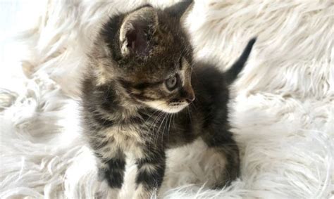 Чем кормить котенка 2 месяца натуральный или сухой корм Сколько корма давать