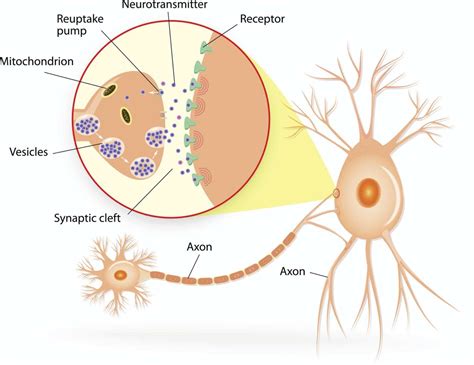 Where Are Memories Stored In The Brain 3 Quarks Daily