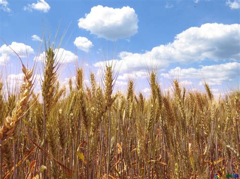 Пшениця безкоштовна картинка № 27270