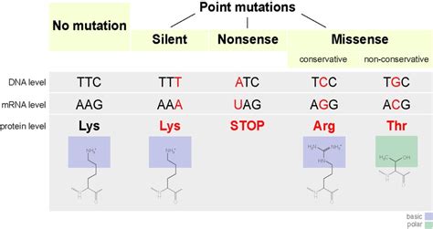 What Is The Difference Between DNA Damage And Mutation Pediaa
