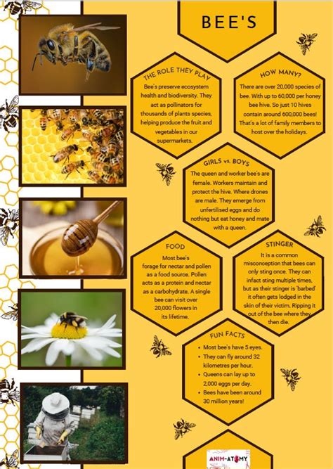 Bee Facts Poster Etsy