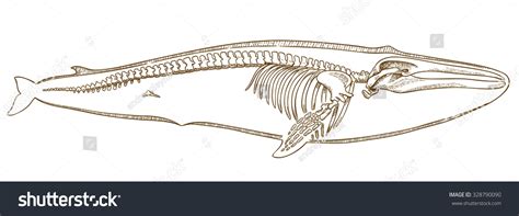 Blue Whale Skeleton Diagram The Anatomy Of A Whale Ycpeix