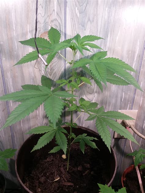 Its Taking Forever To Sex This Almost 2 Months Old Now Rtrees Its Taking Forever To Sex This Almost 2 Months Old Now Rtrees