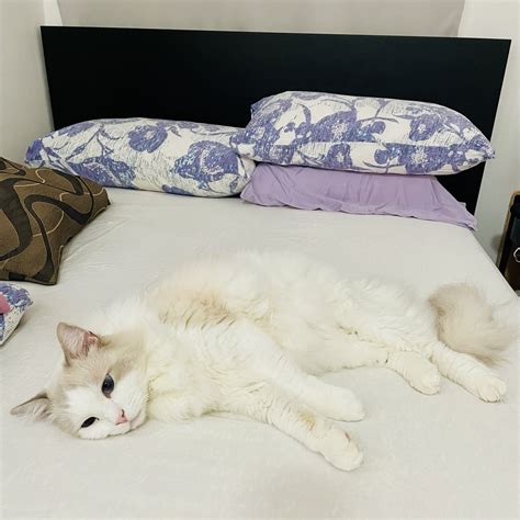 [oc] My Cat Having An Existential Crisis Aww