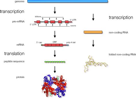 Figure 21 From Classification Of Coding And Non Coding Rna In Rna Seq Figure 21 From Classification Of Coding And Non Coding Rna In Rna Seq