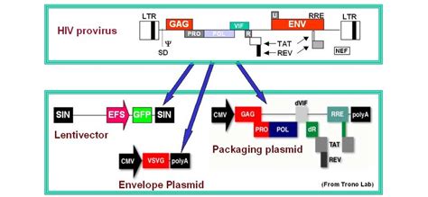 Schematic Representation Of The Hiv 1 Genome And The Structures Of The