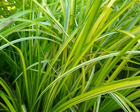 15 Shade Tolerant Ornamental Grasses For Your Garden Complete Gardening