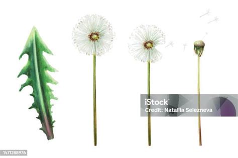 식물 삽화 초원 노란 민들레 꽃과 녹색 잎의 수채화 세트 흰색 고립된 배경에 손으로 그림을 그리는 클립아트 디자이너 장식 엽서 포장지 스크랩북 표지 초대장 웨딩 디자인