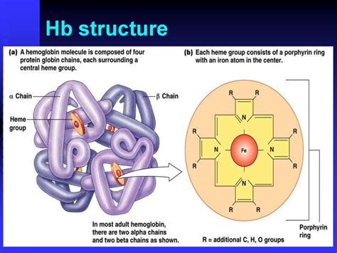 hemoglobin part hemoglobin hb structure and functions 51 off
