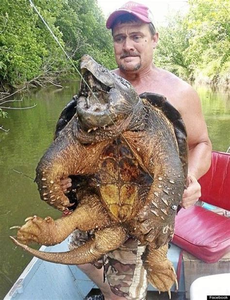 Largest Alligator Snapping Turtle Record Godzilla Snapping Turtle Is