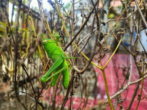 Grasshopper Stock Image Image Of Grasshopper Plant 293010455