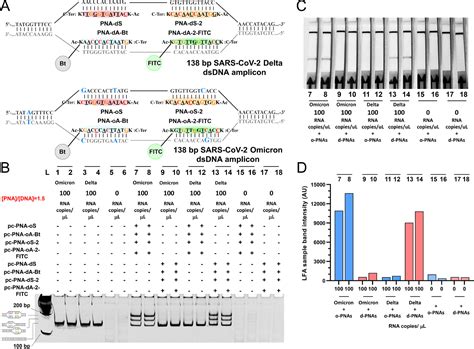 pseudo complementary g c base pair for mixed sequence dsdna invasion