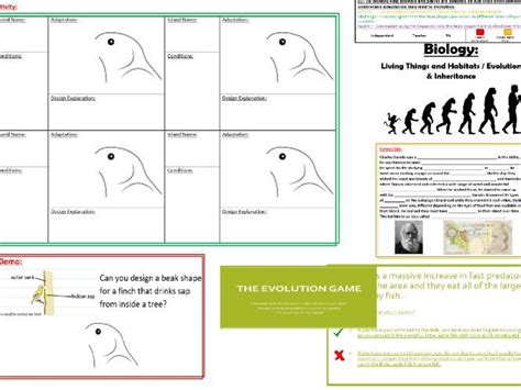 Ks2 Science Evolution And Inheritance Darwin And His Finches Year 5 And 6 Teaching Resources