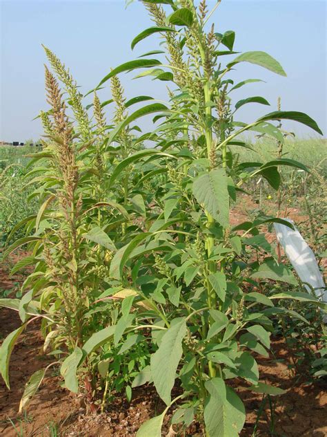 Amaranthus Species Eflora Of India