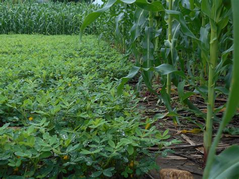 Sustaining Conservation Agriculture Initiatives Lessons From Malawi