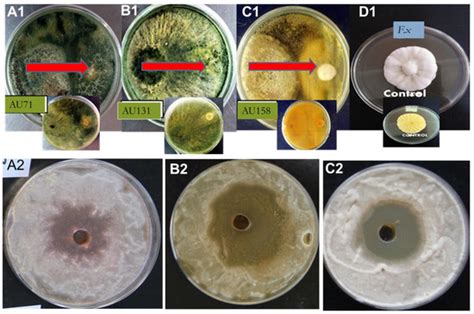 Crops Special Issue Molecular Variability Of Crop Pathogens