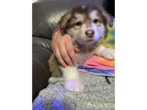 2 Female Alaskan Malamute Puppies For Sale Alaskan Malamute Puppies
